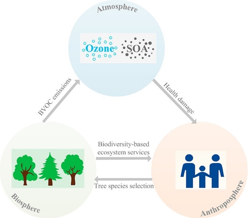 Enhancing plant diversity and mitigating BVOC emissions of urban green ...